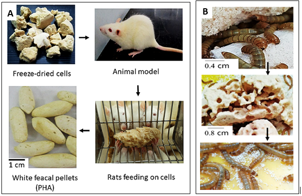 PHAc – The Ecobiomaterial Laboratory