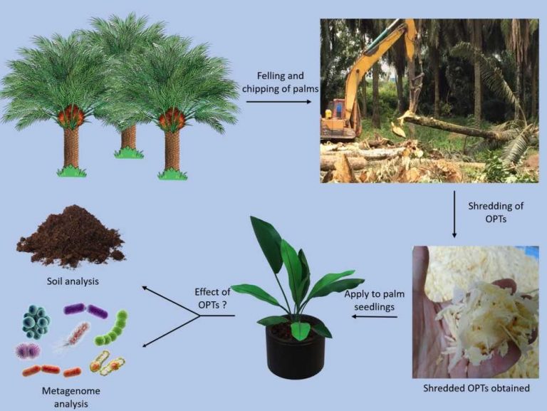 Oil Palm Project – The Ecobiomaterial Laboratory