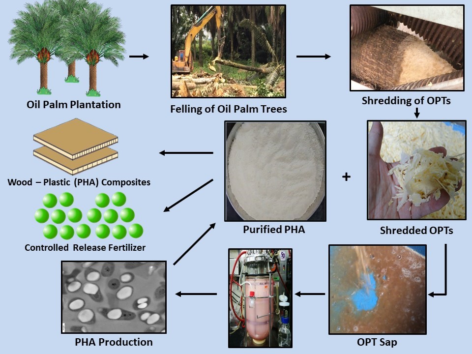 Oil Palm Project – The Ecobiomaterial Laboratory